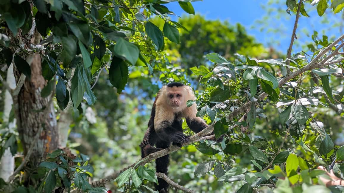 Panama City: Soukromý opičí ostrov a IMAX Panamský průplav | GetYourGuide