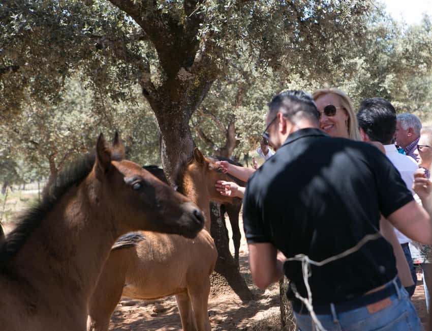 Ronda: Eintritt zum Reservatauro Ronda | GetYourGuide