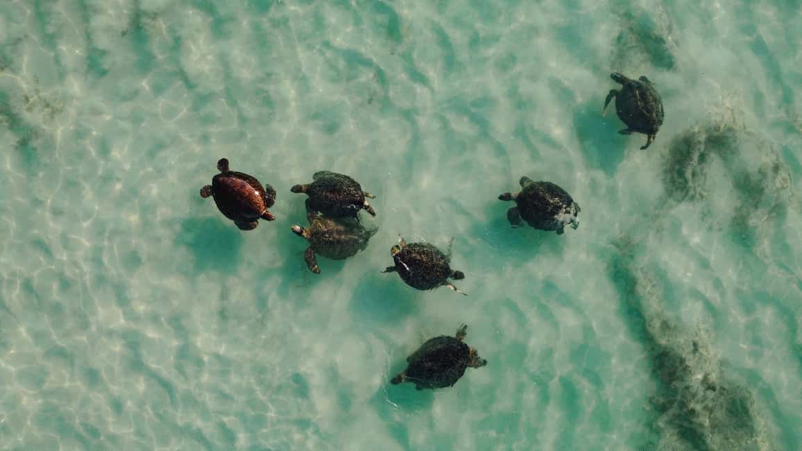 Exmouth: Summer Sunset Turtle Watching and Stargazing Tour | GetYourGuide