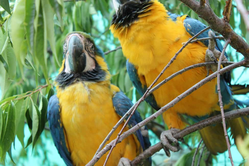 Cusco: Cochahuasi Animal Sanctuary Tour with Rescued Animals | GetYourGuide