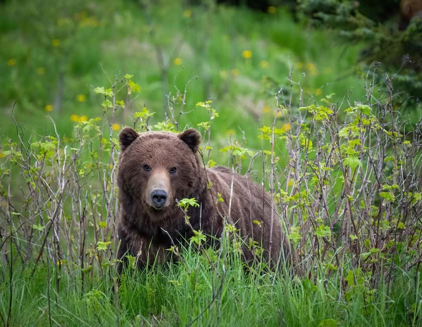 Hoonah: Icy Strait Village Tour and Crab Feast | GetYourGuide