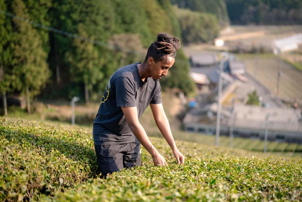 Nara: Organic Tea Farm Tour with Roasting Experience | GetYourGuide