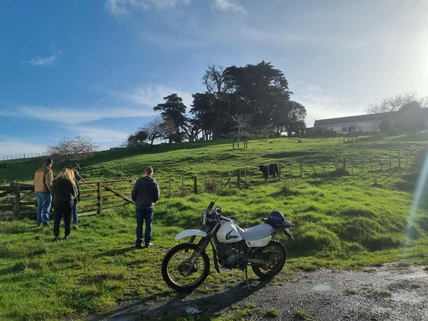 Auckland: Private Sheep & Beef Working Farm Tour | GetYourGuide