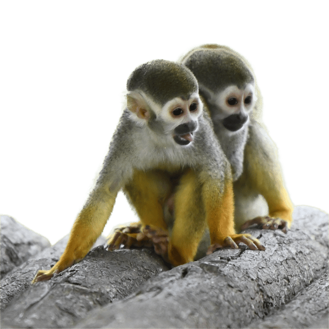 Monkeys and Snorkel Adventure in Sosúa, Puerto Plata | GetYourGuide