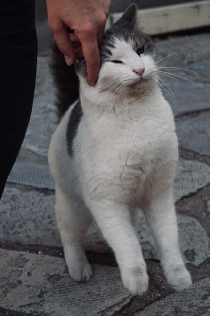 Cats of Athens - Walking Tour | GetYourGuide