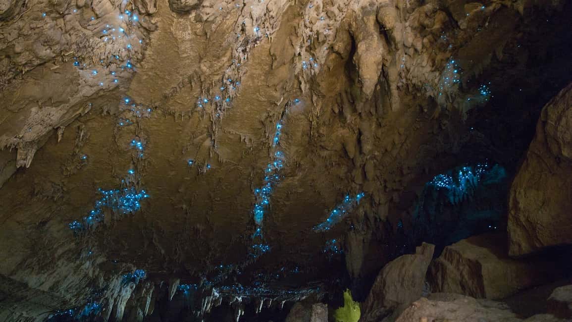 Waitangi: Kawiti Glow Worm Cave & Opua Kauri Forest Walk | GetYourGuide