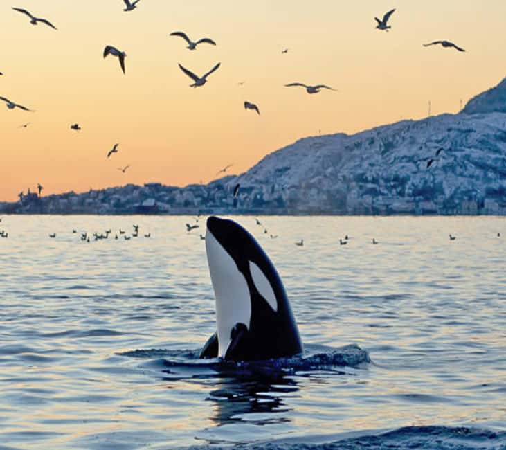 Hoonah: Icy Straight Whale Watching Tour | GetYourGuide