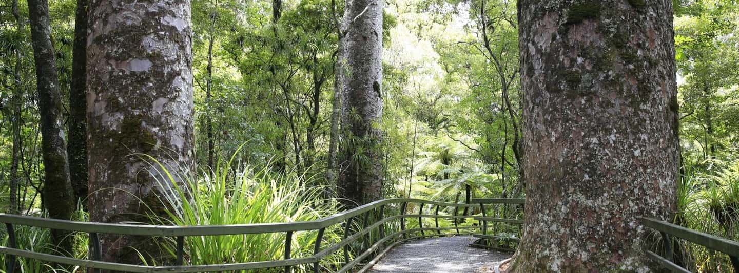 Waitangi: Kawiti Glow Worm Cave & Opua Kauri Forest Walk | GetYourGuide