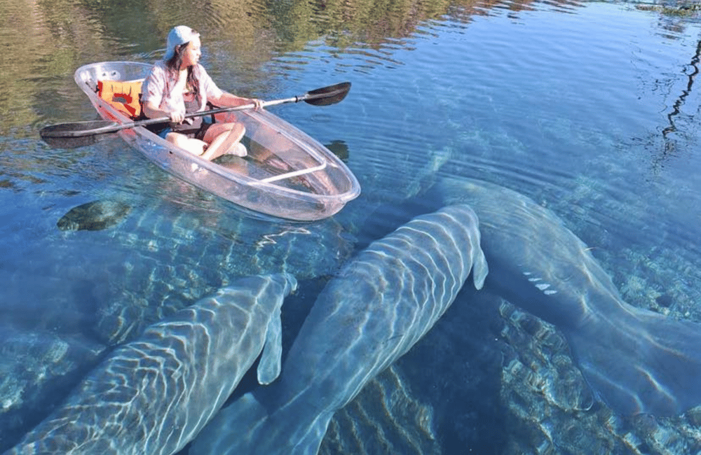 Silver Springs: Manatees and Monkeys Clear Kayak Guided Tour | GetYourGuide
