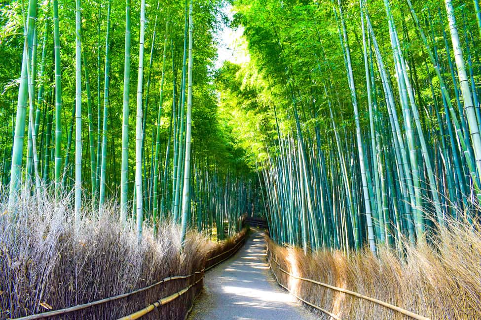 Kyoto/Osaka: Kinkakuji, Bamboo Forest, and Nara Deer Park | GetYourGuide