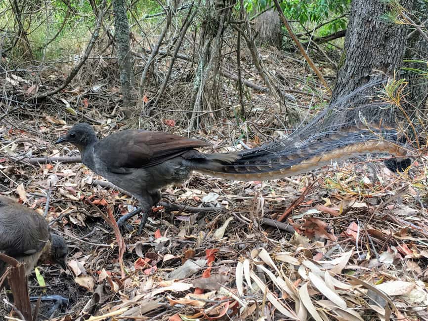 WILD Wombats and Kangaroo Experience, All Inclusive, Sydney | GetYourGuide