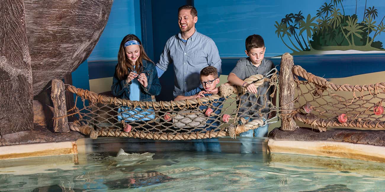 Mall of America: Sea Life Minnesota Aquarium Entry Ticket | GetYourGuide