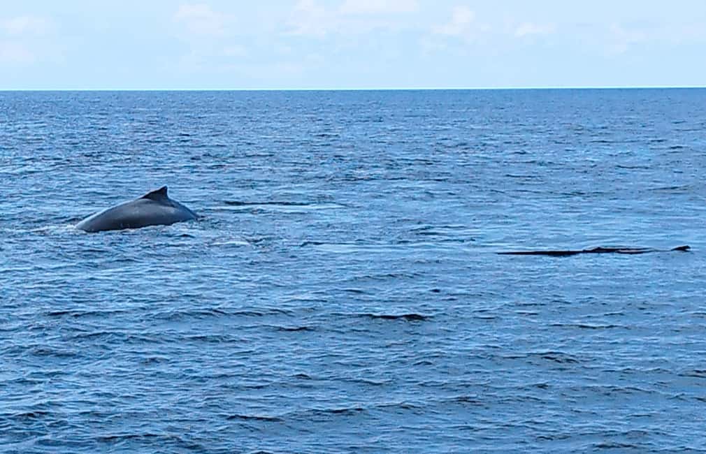 Panama City: Las Perlas Islands Whale Watching Tour | GetYourGuide