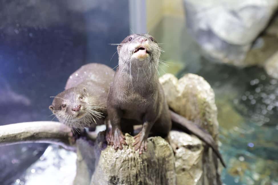 Tokyo: Maxell Aqua Park Shinagawa Direct Entry Ticket | GetYourGuide