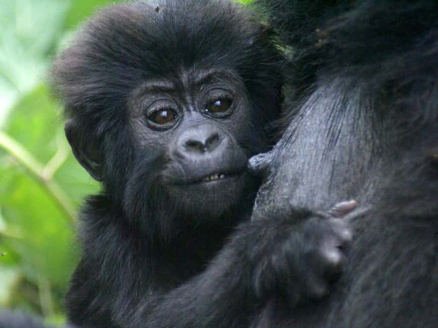 Kigali: Volcanoes National Park Gorilla Trektocht | GetYourGuide