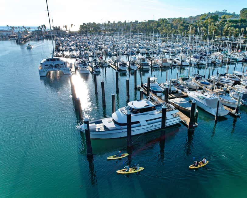 Santa Barbara Harbor: Wildlife Kayak Tour (2 Hours) | GetYourGuide