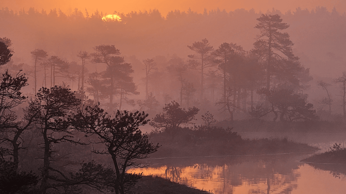 Riga: Epic Bog-Shoe Walk in Latvia’s Wild Nature | GetYourGuide