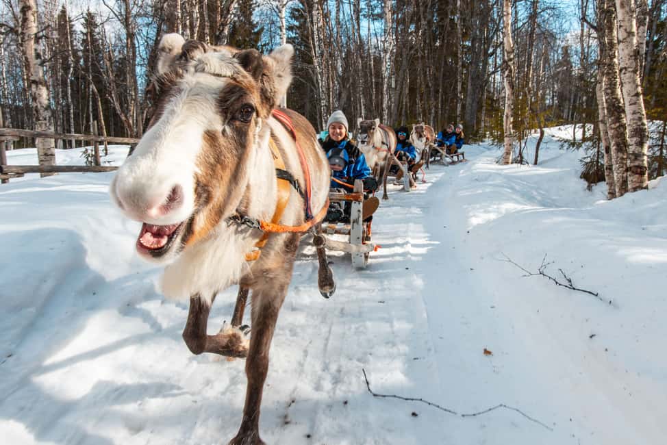 Rovaniemi: Daytime Reindeer Sleigh Ride | GetYourGuide