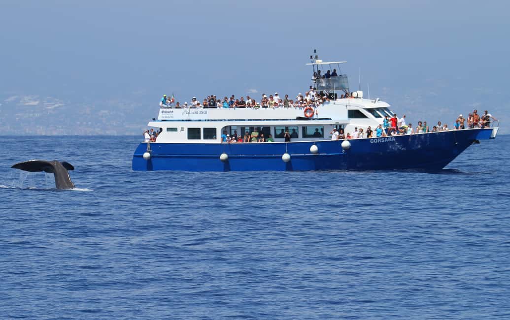 Genoa: Pelagos Sanctuary Whale Watching Cruise | GetYourGuide