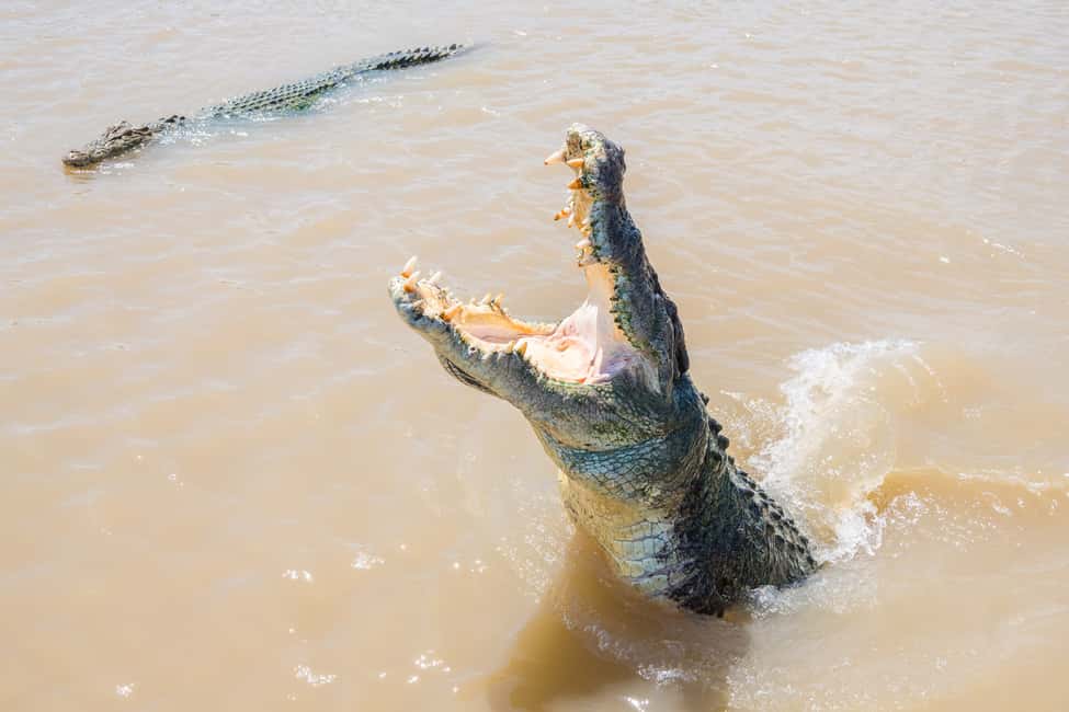 Darwin: Spectacular Jumping Crocodile Adelaide River Cruise | GetYourGuide