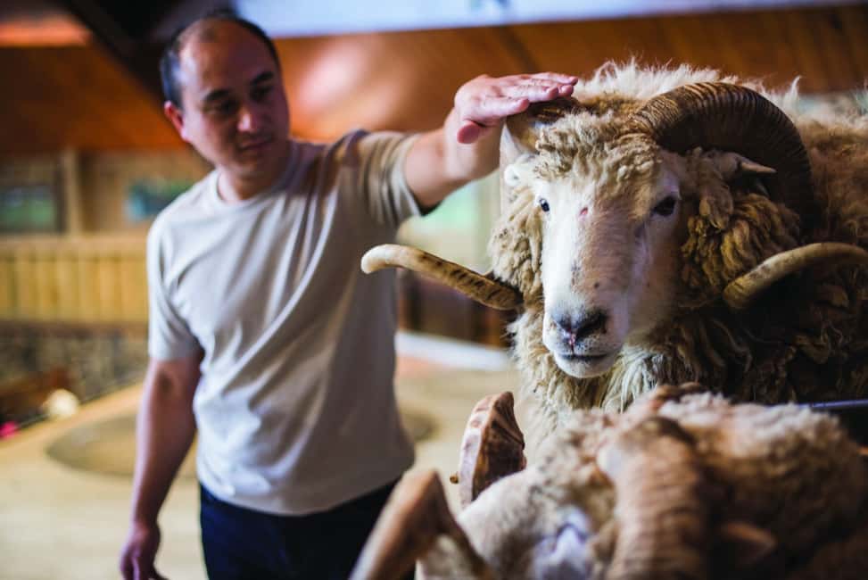 Rotorua: Authentic Kiwi Farm Experience at the Agrodome | GetYourGuide