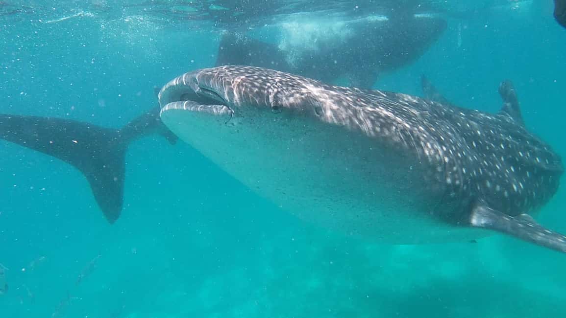 Cebu: Whale Shark Swim, Kawasan Falls & Sardine Run | GetYourGuide