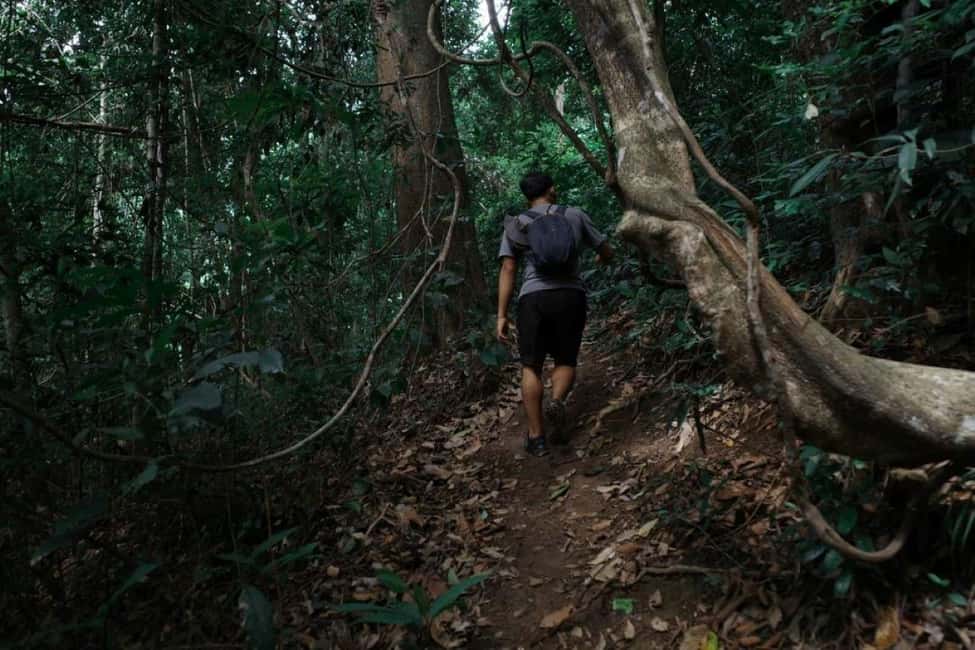Chiangmai: Doi Pui Summit Hiking Experience | GetYourGuide