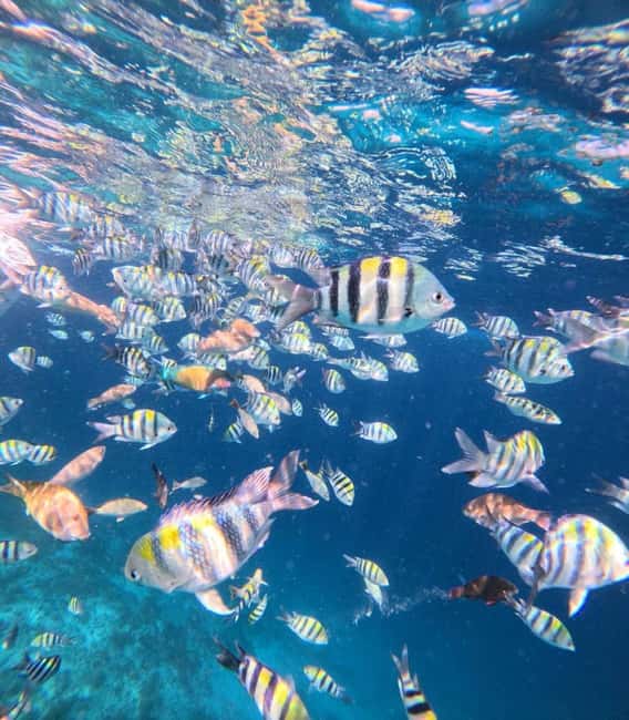 Swim with turtle & 3 islands snorkeling tour with guide | GetYourGuide