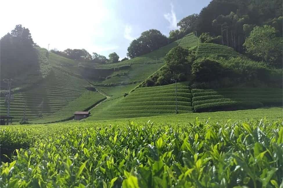 Shizuoka: 6-hour Private Tour & Japanese Tea Farm w/ Vehicle | GetYourGuide