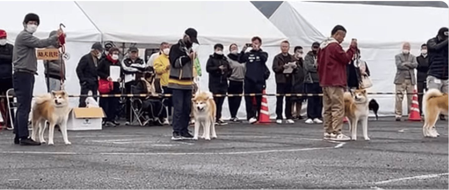 Akita: AKITA DOG DAY! A day tour by public transport | GetYourGuide