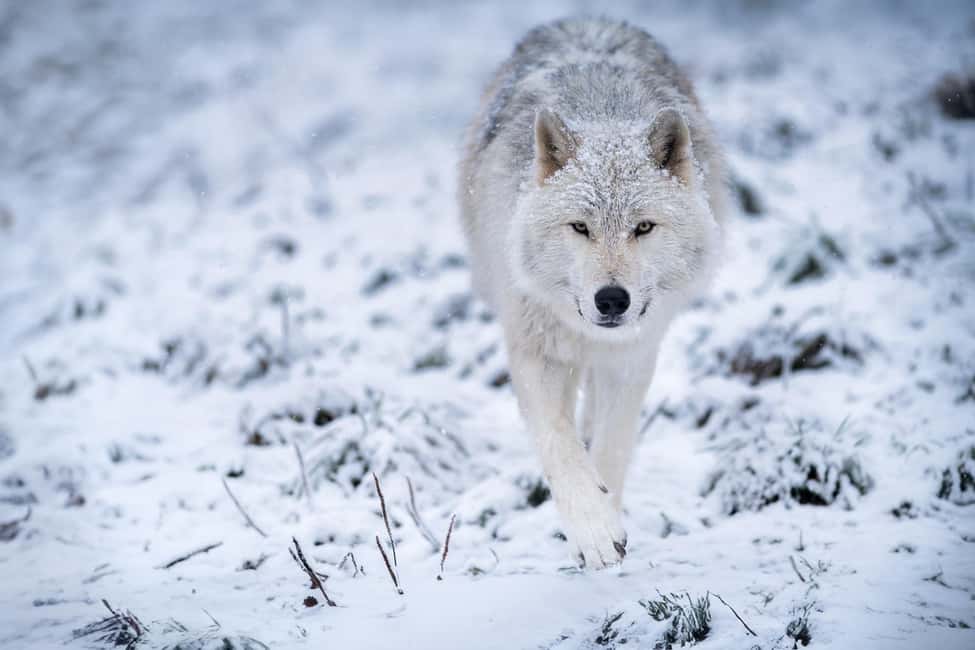 Montreal: Ecomuseum Zoo Entry Ticket | GetYourGuide