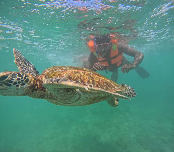 Mirissa: Turtle Snorkeling & Eco Adventure with Local Guide | GetYourGuide
