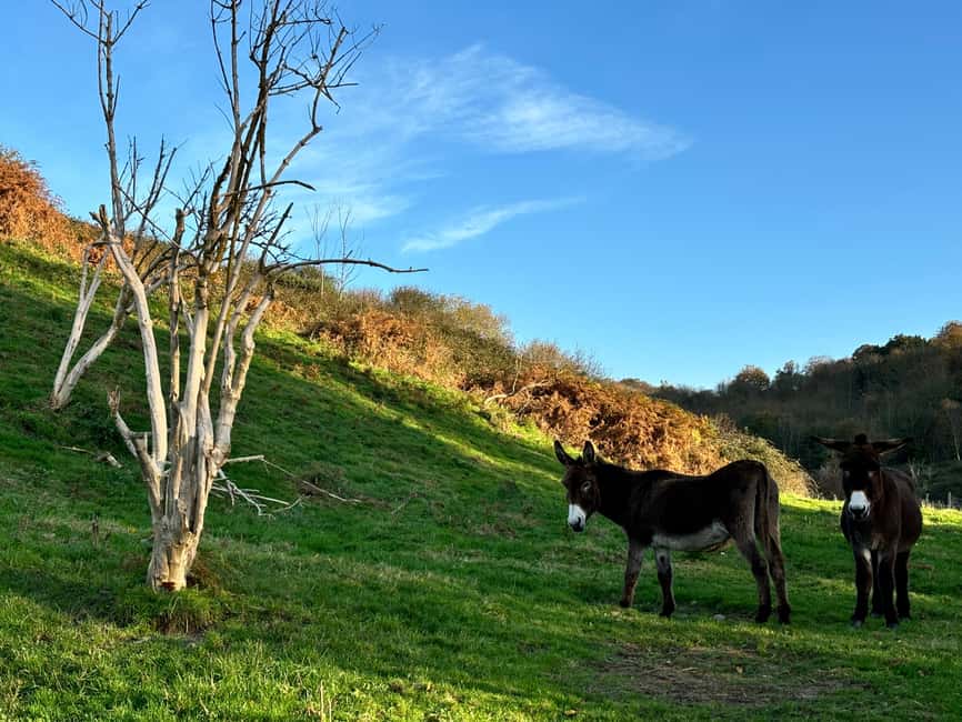 Étretat: Explore the mythical cliffs of Étretat! | GetYourGuide