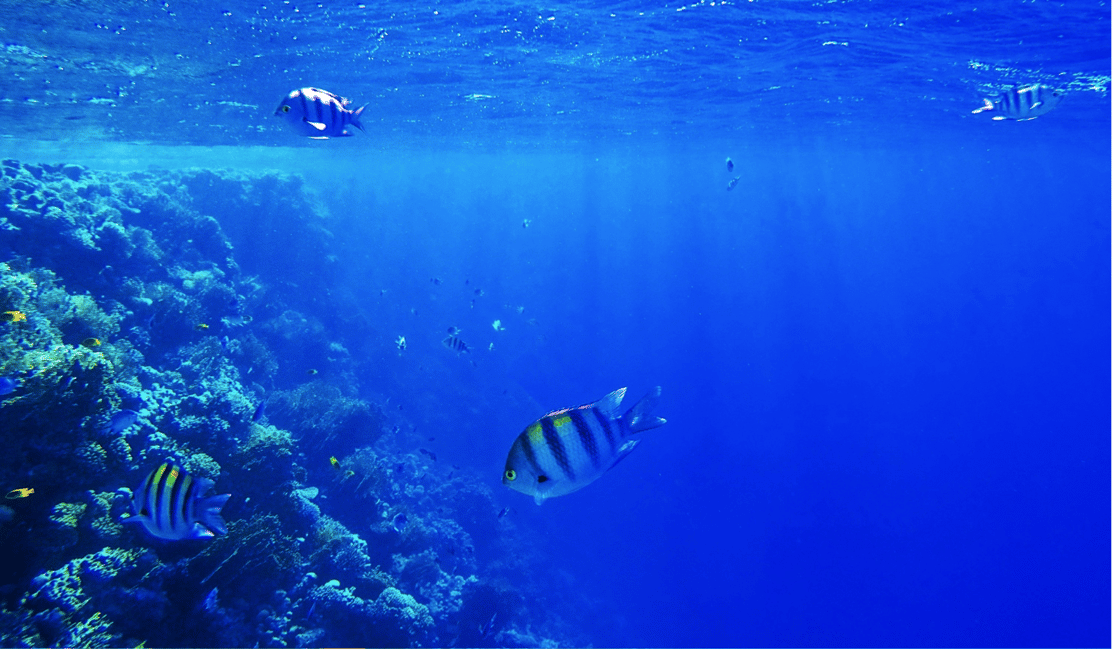 From Sharm: Ras Muhammed & White Island By Boat & intro Dive | GetYourGuide