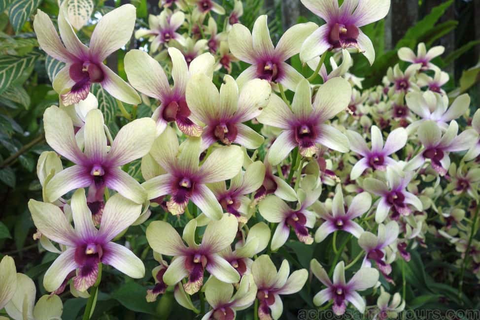 From Lautoka: Garden of Sleeping Giant, Viseisei & Nadi Tour | GetYourGuide