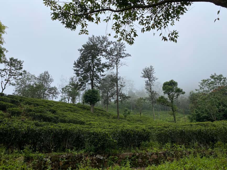 VIETA: Hanthana-Galaha Pekoe takas, 1 etapas | GetYourGuide