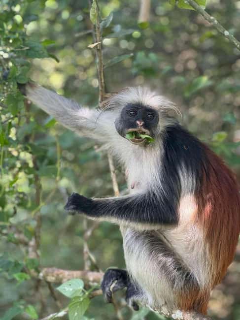ZANZIBAR: Jozani Forest Red Monkeys & Maalum Cave Swimming | GetYourGuide