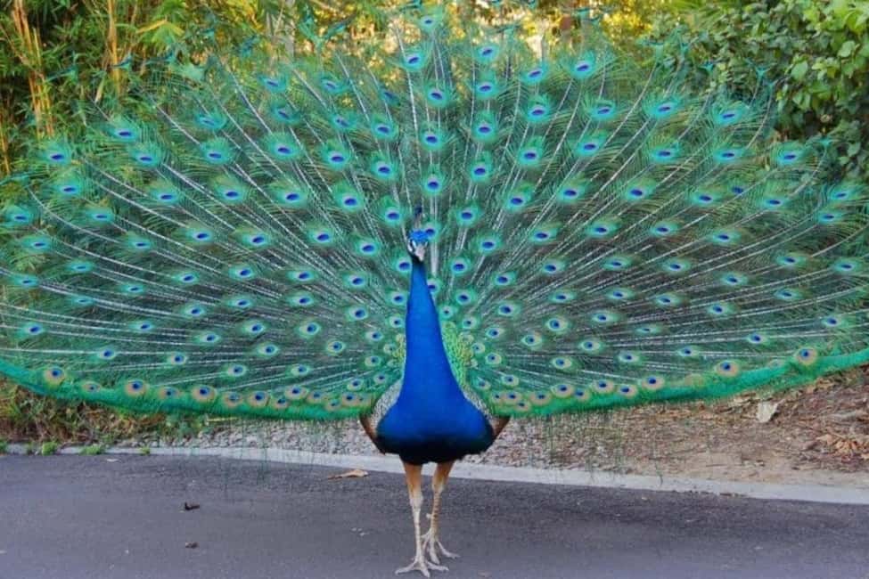 Zanzibar: Prison Island visit and Spice lesson tour | GetYourGuide