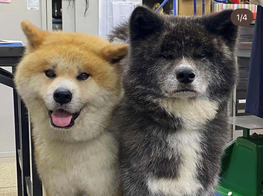 Akita: AKITA DOG DAY! A day tour by public transport | GetYourGuide