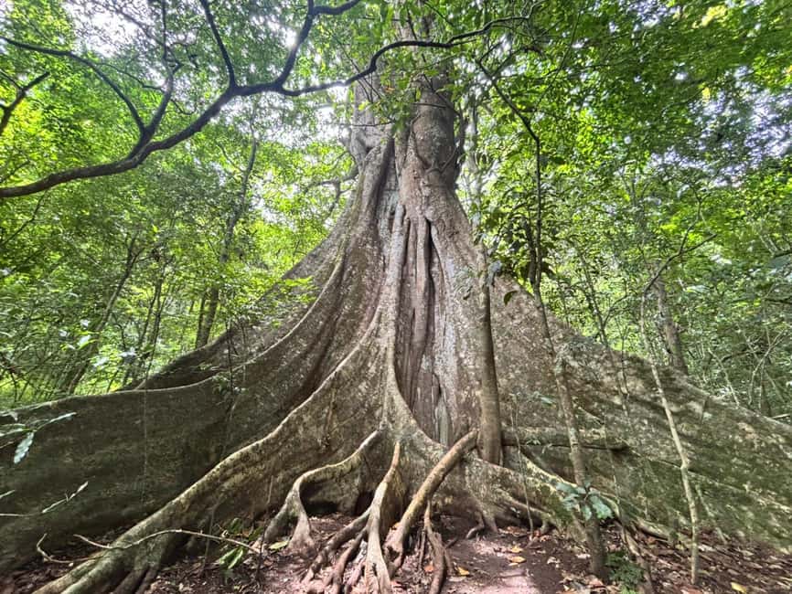 Rincon de la Vieja Volcano:Naturalist Guide+ NP Entrance fee | GetYourGuide