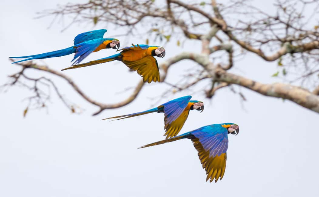 Dia inteiro de lambida de argila da arara Chuncho (araras grandes e ...