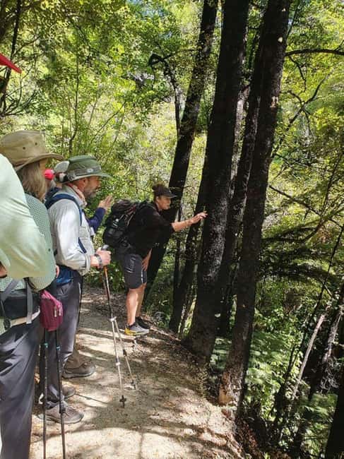 Nelson: excursión de un día al Parque Nacional de los Lagos Nelson con ...