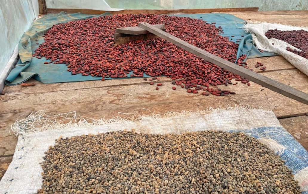 Puerto Viejo: Indigenous Experience & Chocolate Tour | GetYourGuide