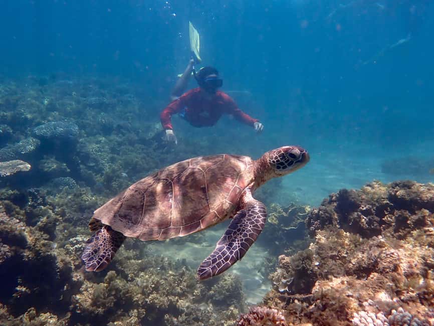 Exmouth: Half Day Turtle Kayak & Snorkel Tour | GetYourGuide