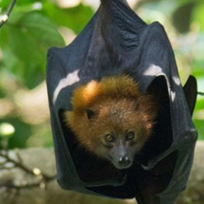 Isla de Pemba: tour por Chake Chake y Kidike con los murciélagos ...