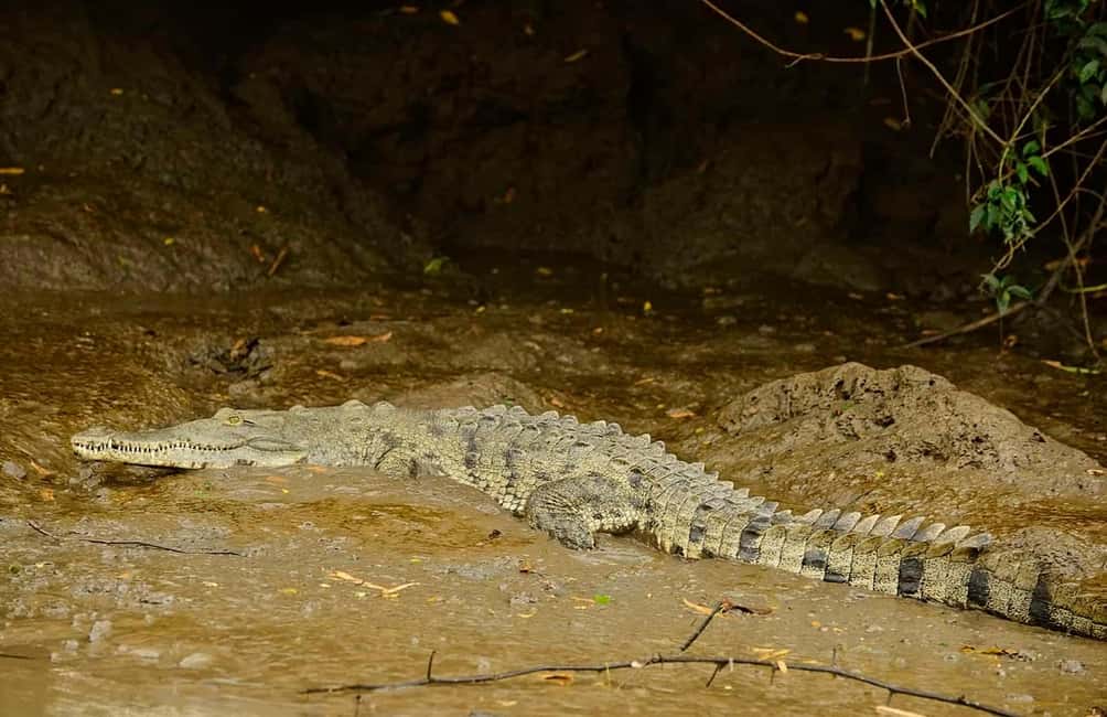 Tamarindo: Tamarindo Estuary Boat Tour with Naturalist Guide | GetYourGuide