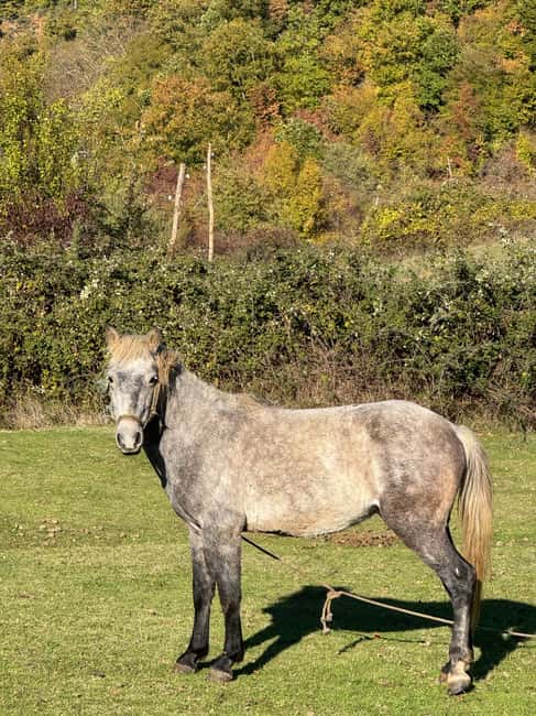 Tirana: Falusi élet, ahol az életnek értelme volt Mirditëben | GetYourGuide