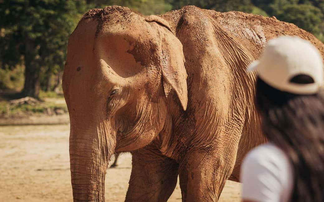 Agra: Sunrise Taj Mahal Tour & Elephant Sanctuary Day Tour | GetYourGuide