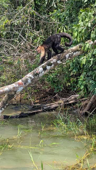Panama City: Soukromý opičí ostrov a IMAX Panamský průplav | GetYourGuide