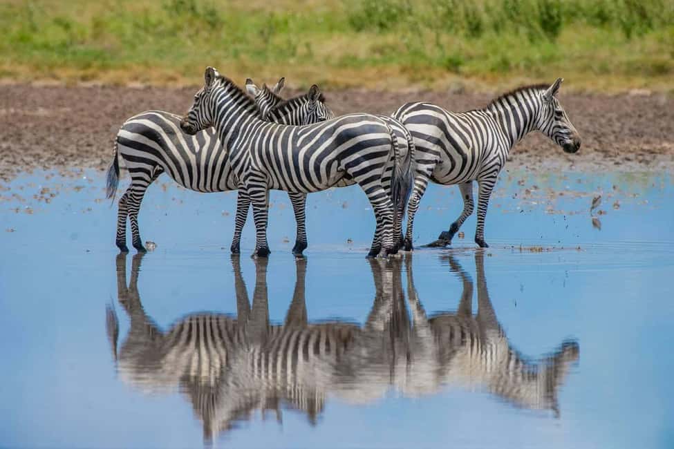 Addis Ababa: 4-Day Chebera Churchura National Park Safari | GetYourGuide